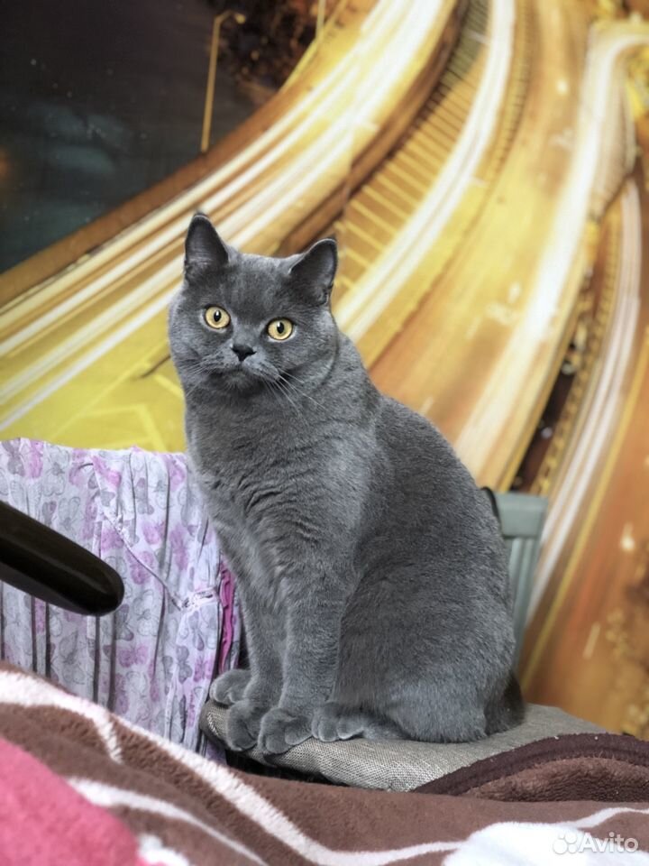 Британский кот