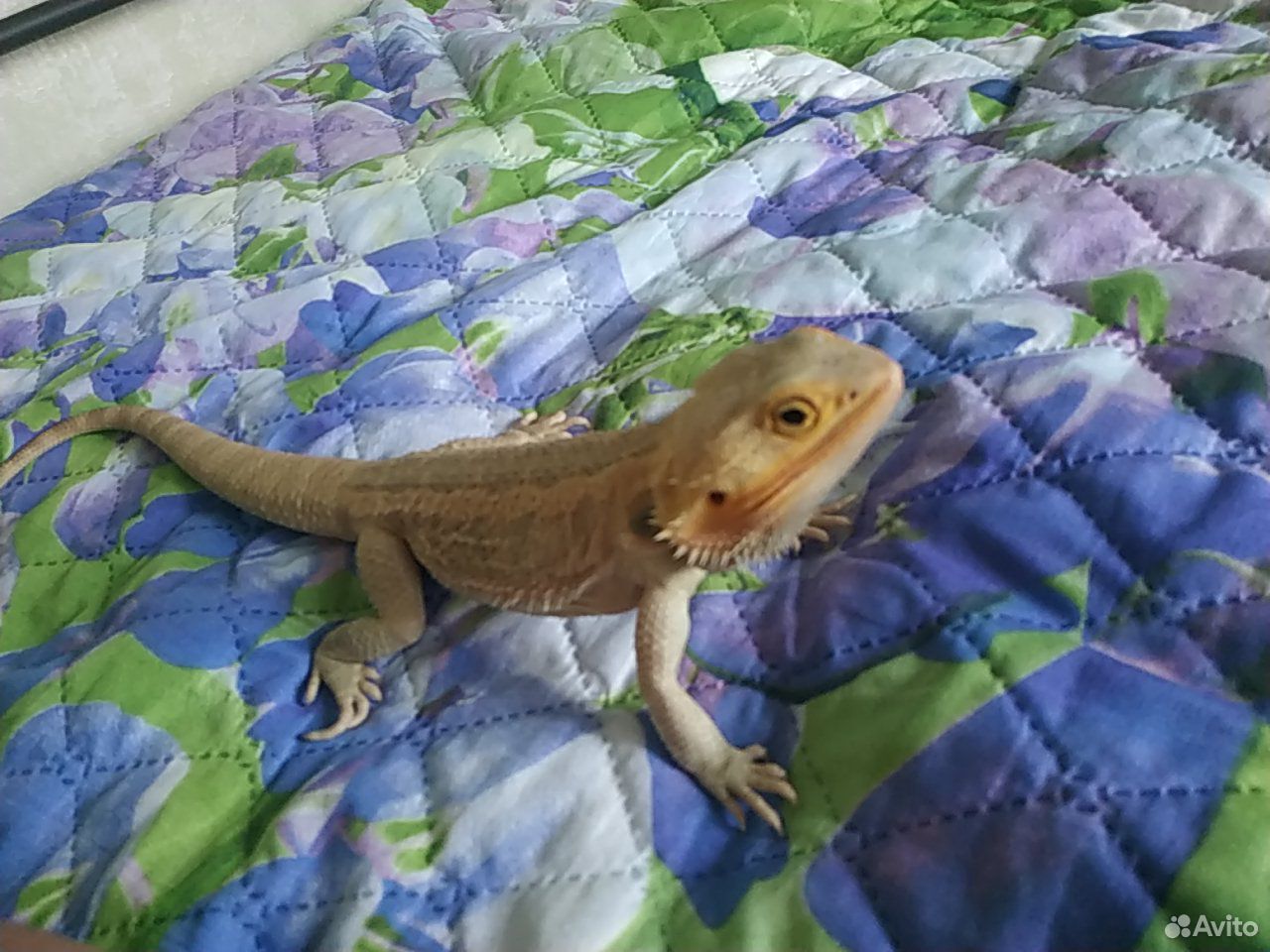Бородатая агама с терариумом
