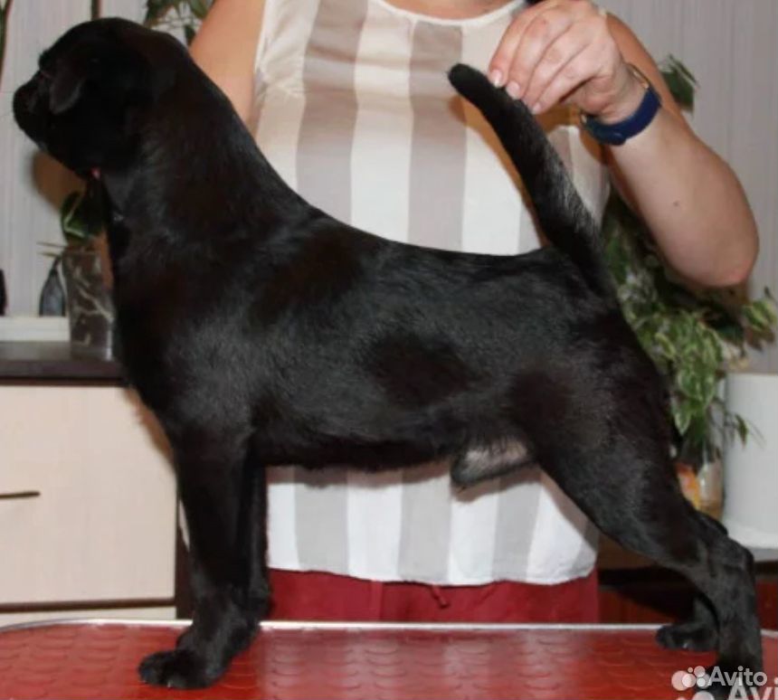 Пти Брабансон супер кобель жених