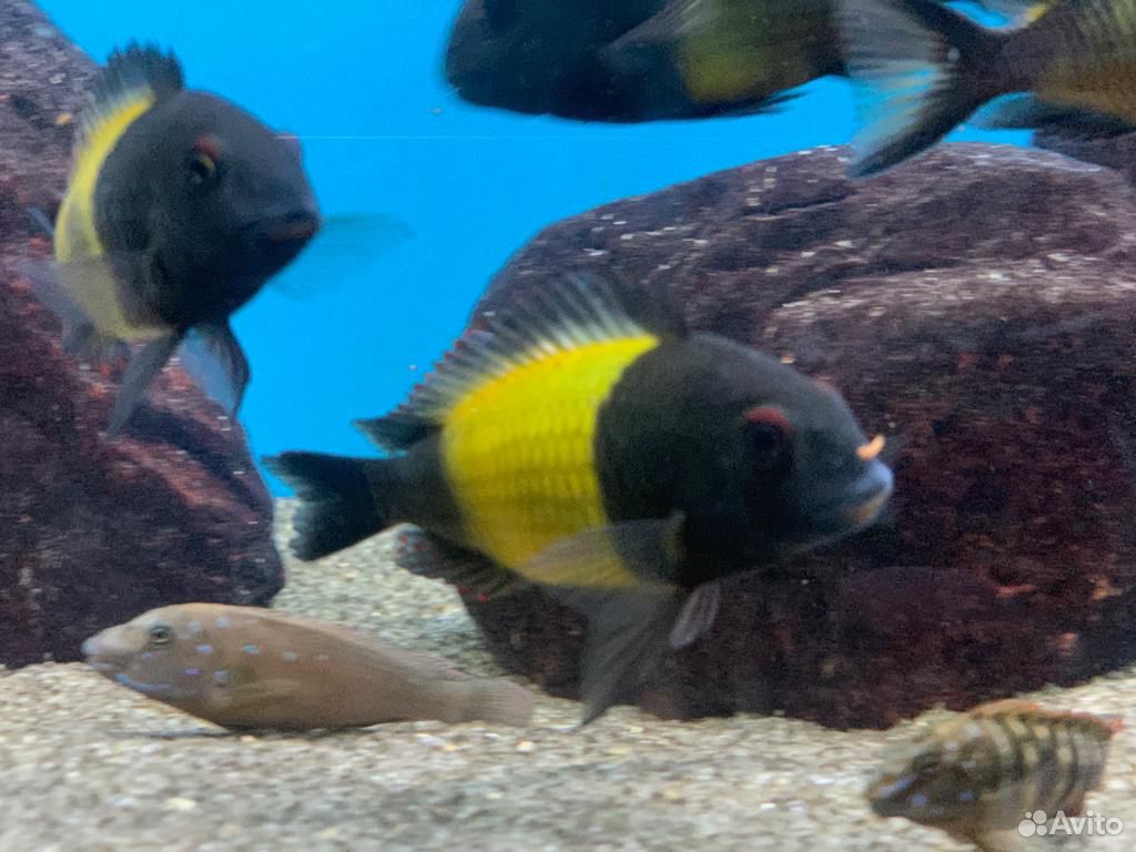 Трофеус икола