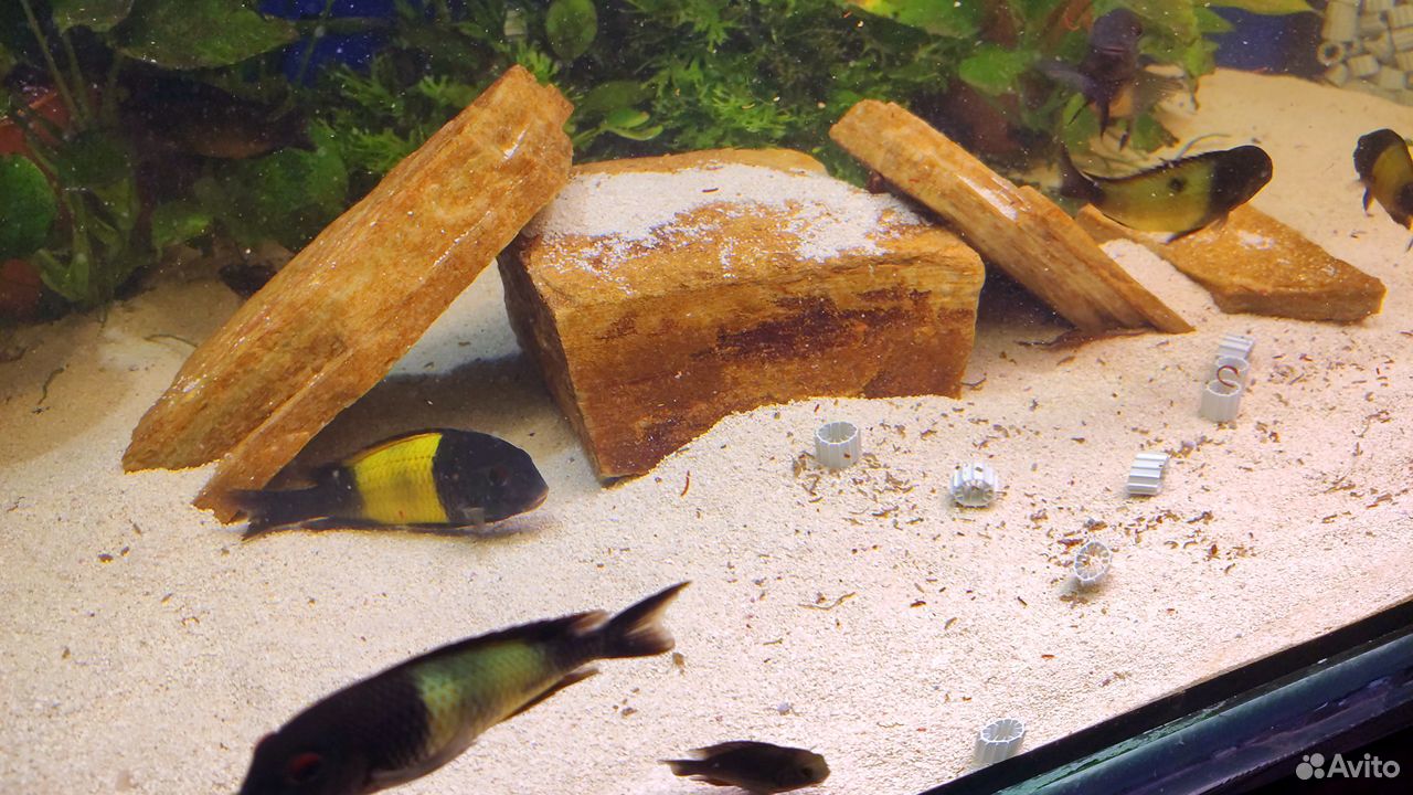 Трофеус Икола (Ikola Kaiser)