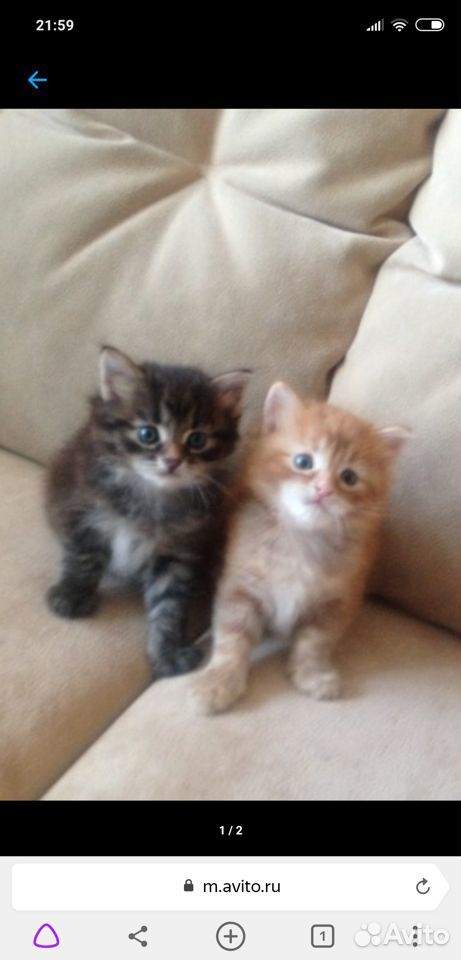 Кошечка 1,5 мес