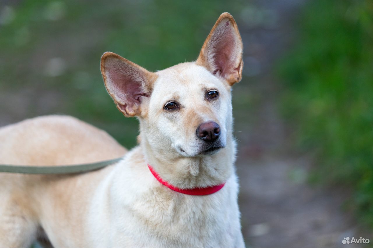 Собака Дина ищет дом