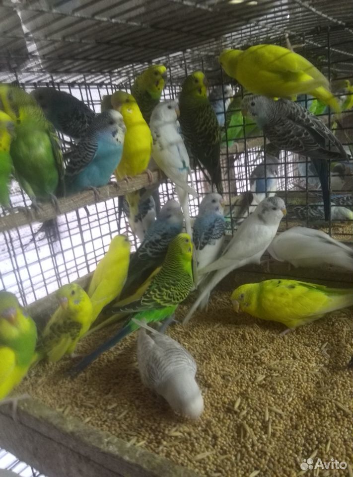 Волнистые попугаи