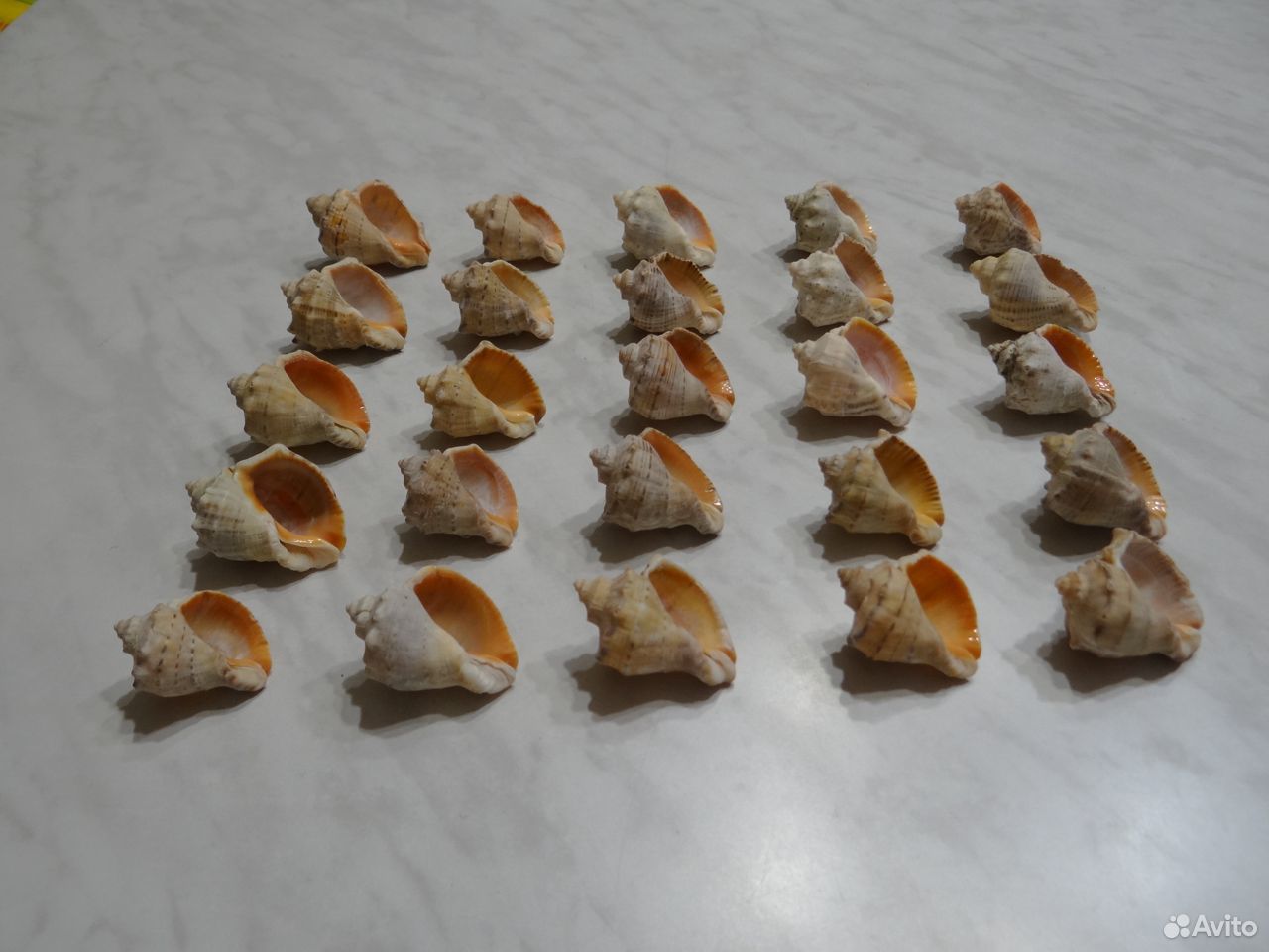 Ракушки со дна Черного моря