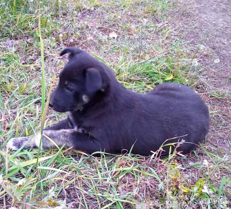 Щенки в заботливые руки