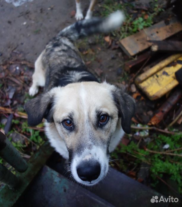 Пёс Тобик ищет хорошего хозяина