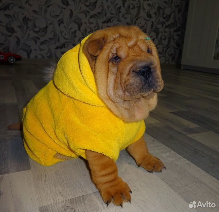 Шарпея детки