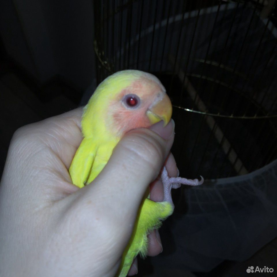 Птенцы Розовощекого попугая