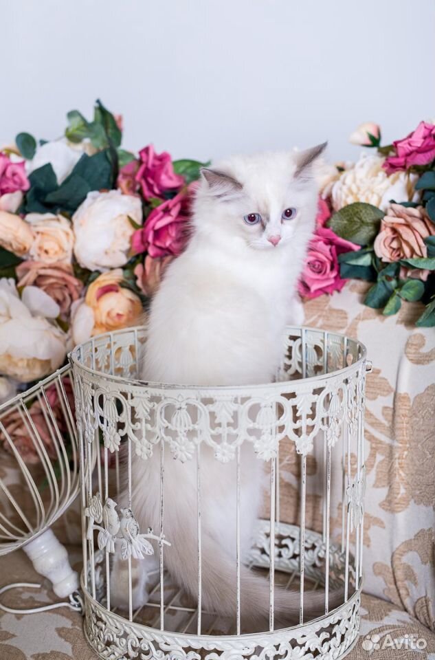 Рэгдолл котенок Герда