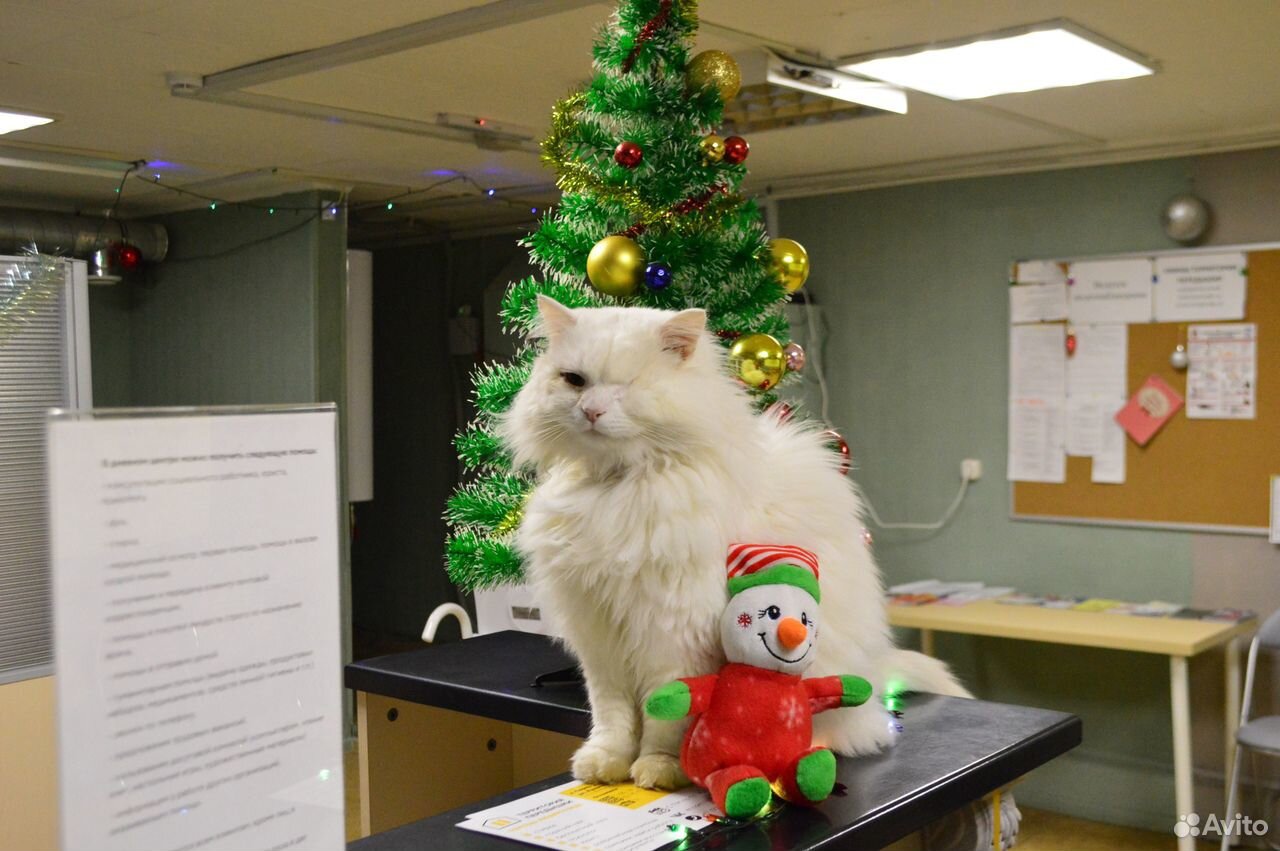 Белоснежный Марик ищет дом