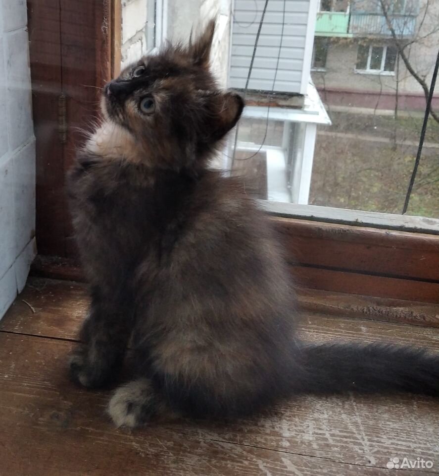 Пушистик девочка