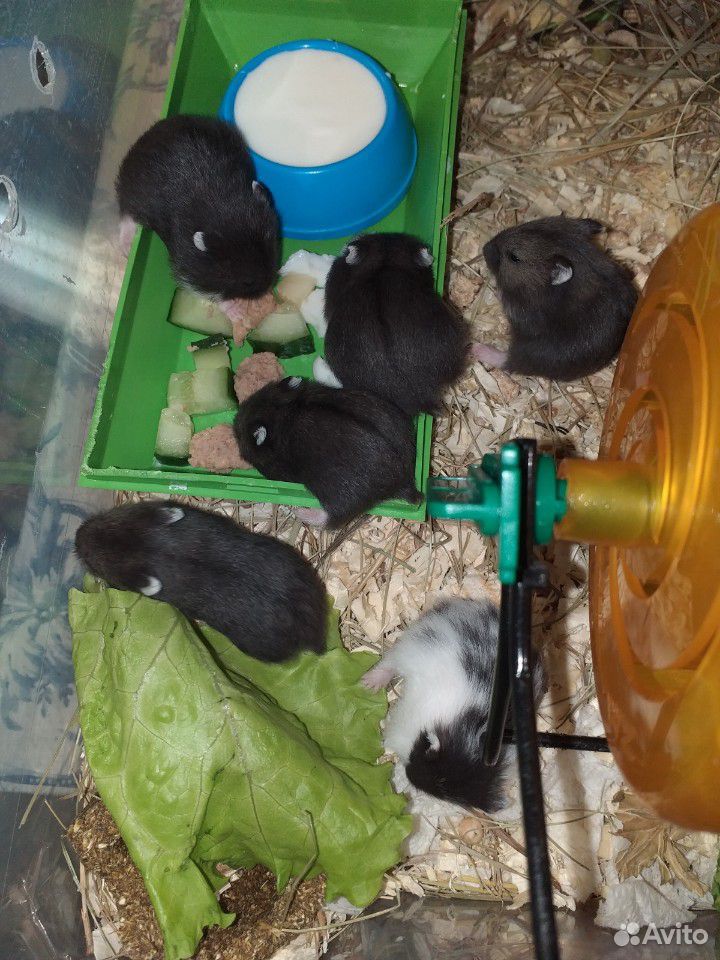 Хомяк Кэмпбелла