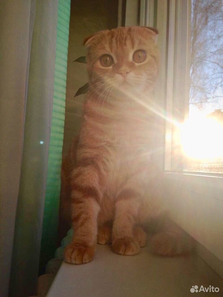 Шотландская