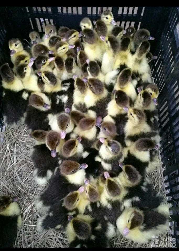 Муларды,индоутята