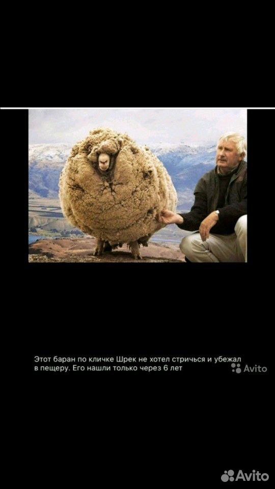 Продаю шерсть