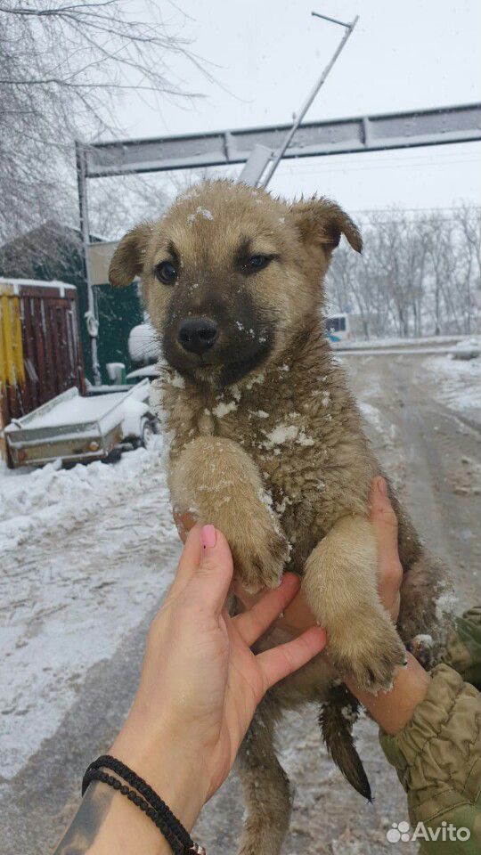 Щенки в добрые руки