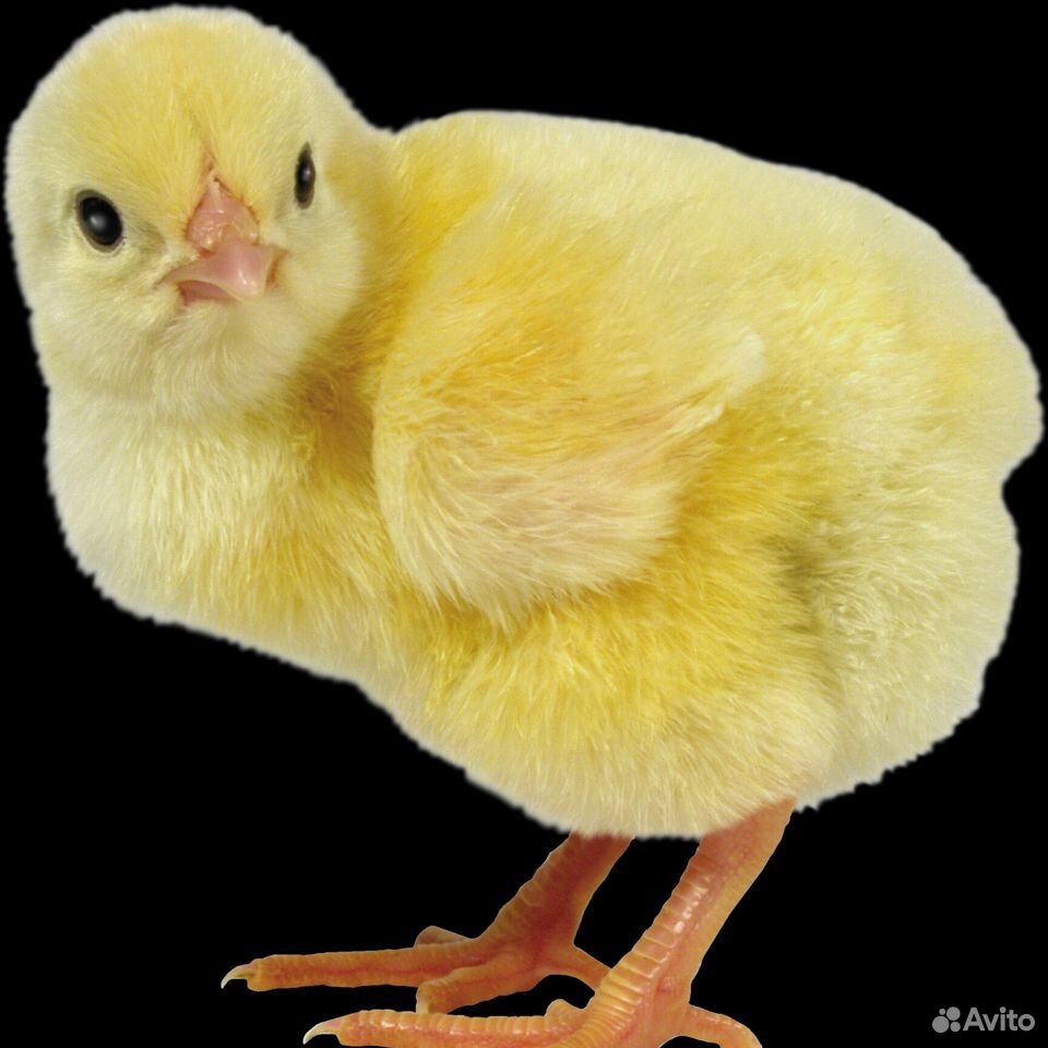 Цыплята сельхоз.птицы