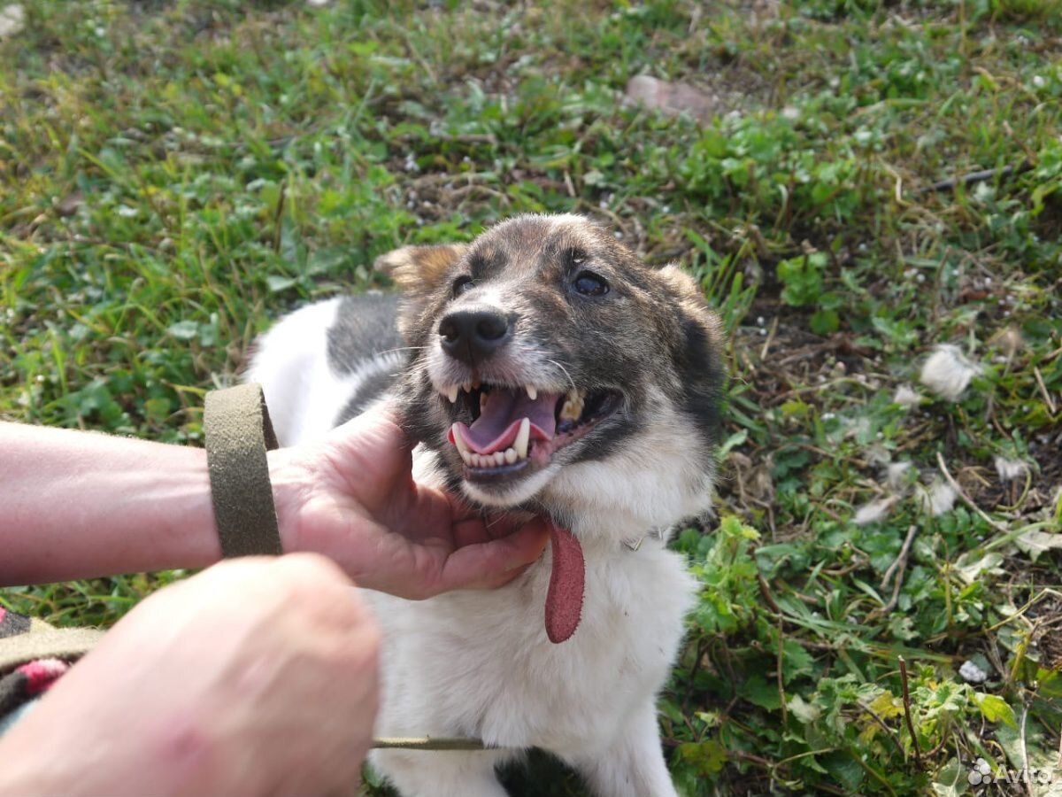 Ариша из приюта ищет дом