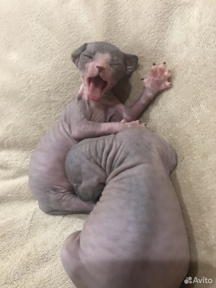 Великолепные канадские кошечки