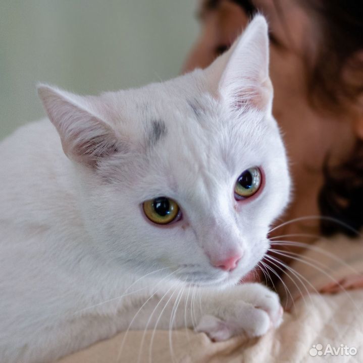 Отдам белого котика с серыми бровками