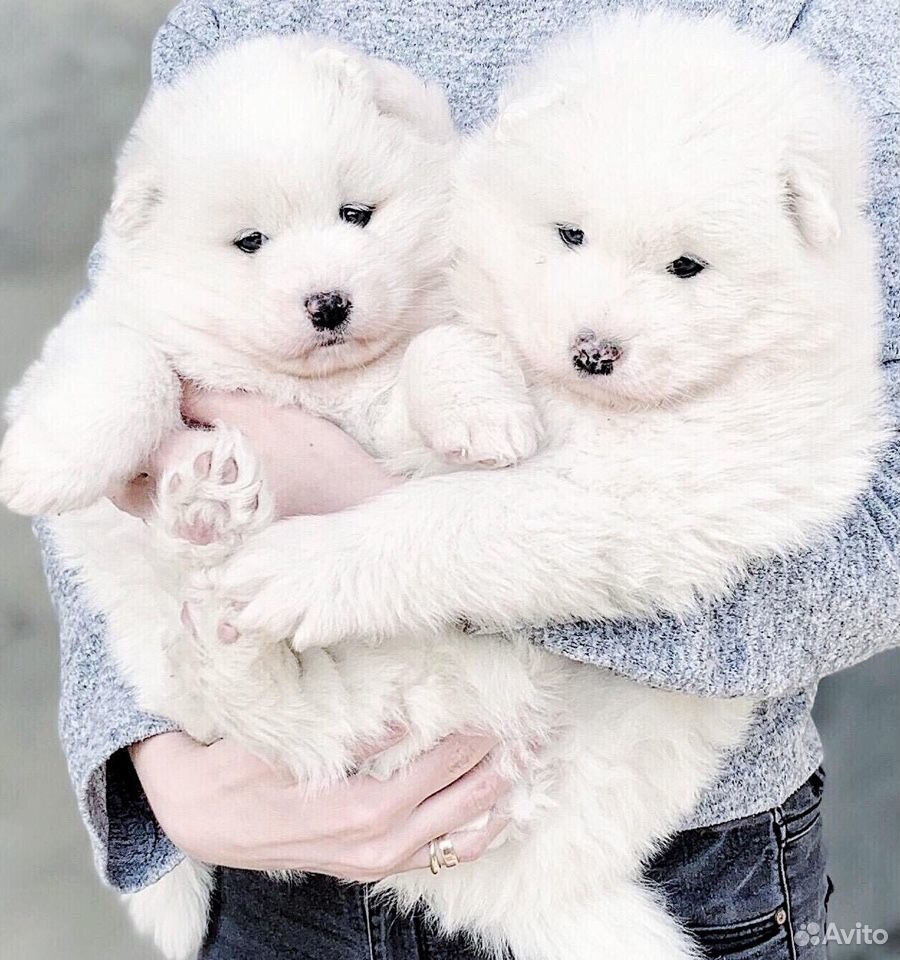 Щенки самоедской лайки