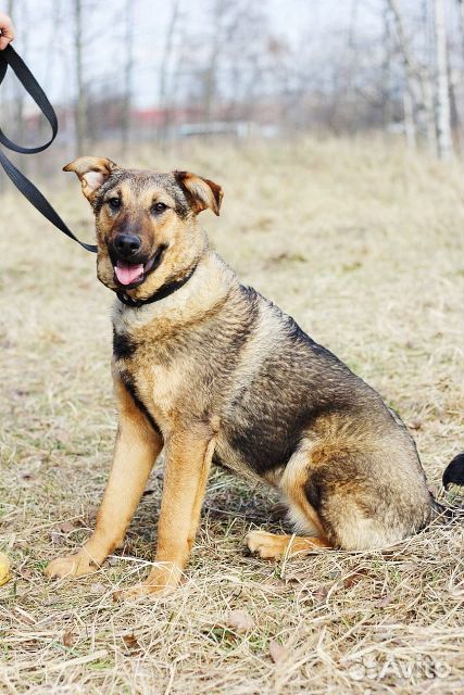 Забавный щенок Комета в добрые руки