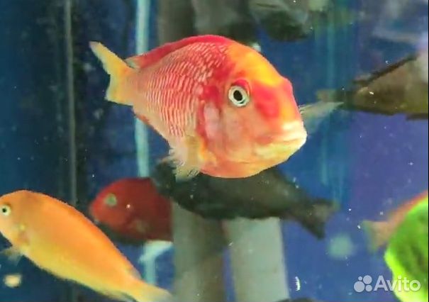 Большой выбор трофеусов