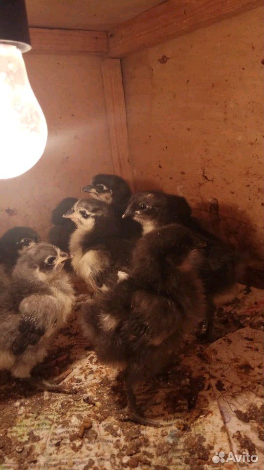 Австралорпы яйцо