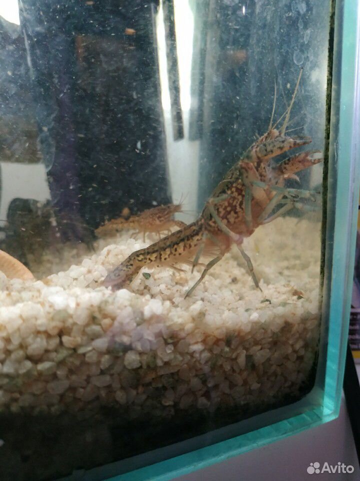 Раки аквариумные