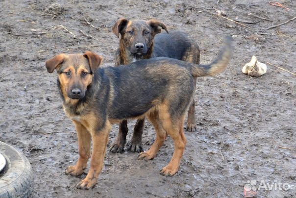 Песик подросток