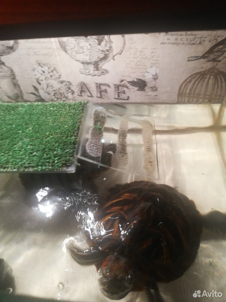 Красноухие черепахи