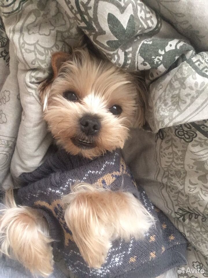 Йоркширский терьер