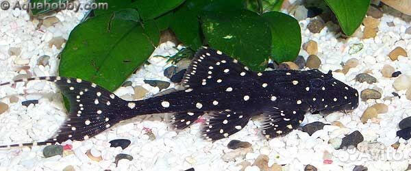 Акантикус адонис L155