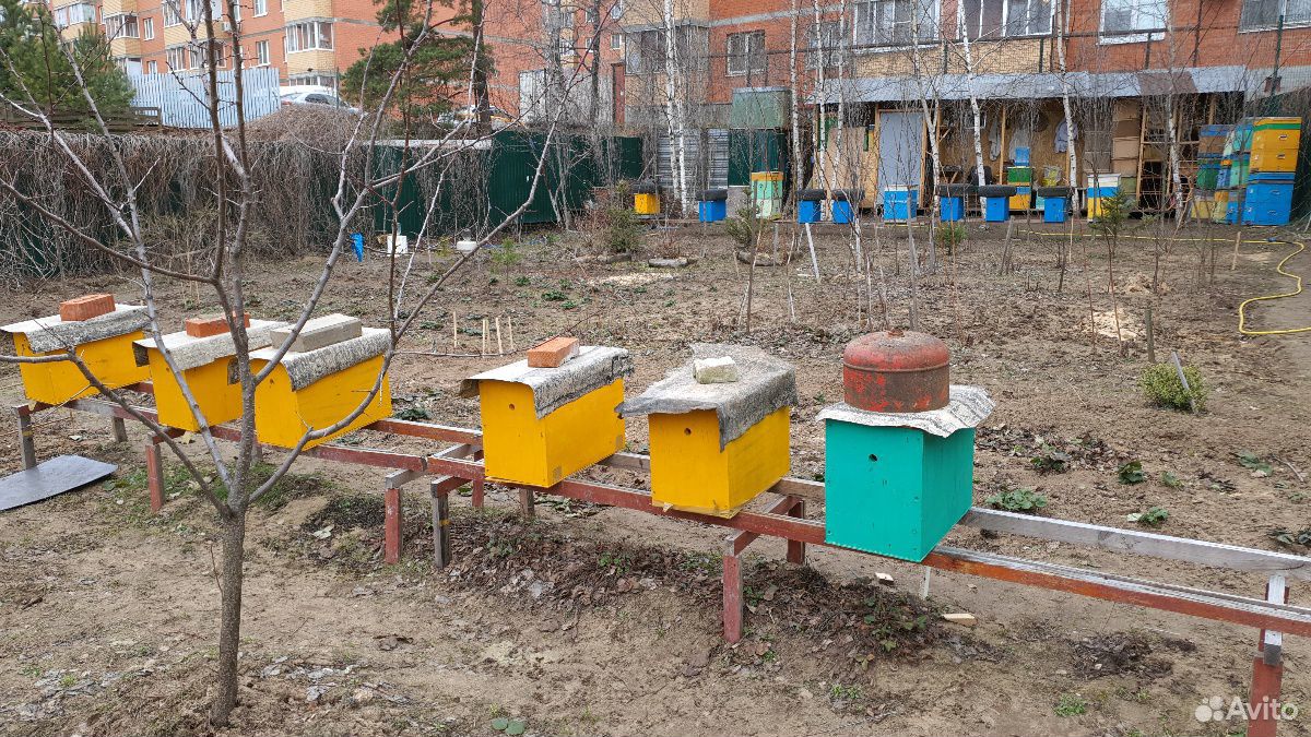 Пчелопакеты карпатка