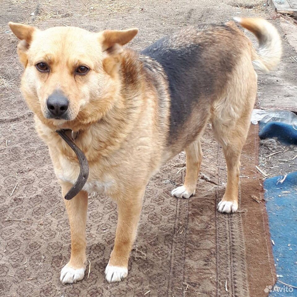 Джони отдам в добрые руки