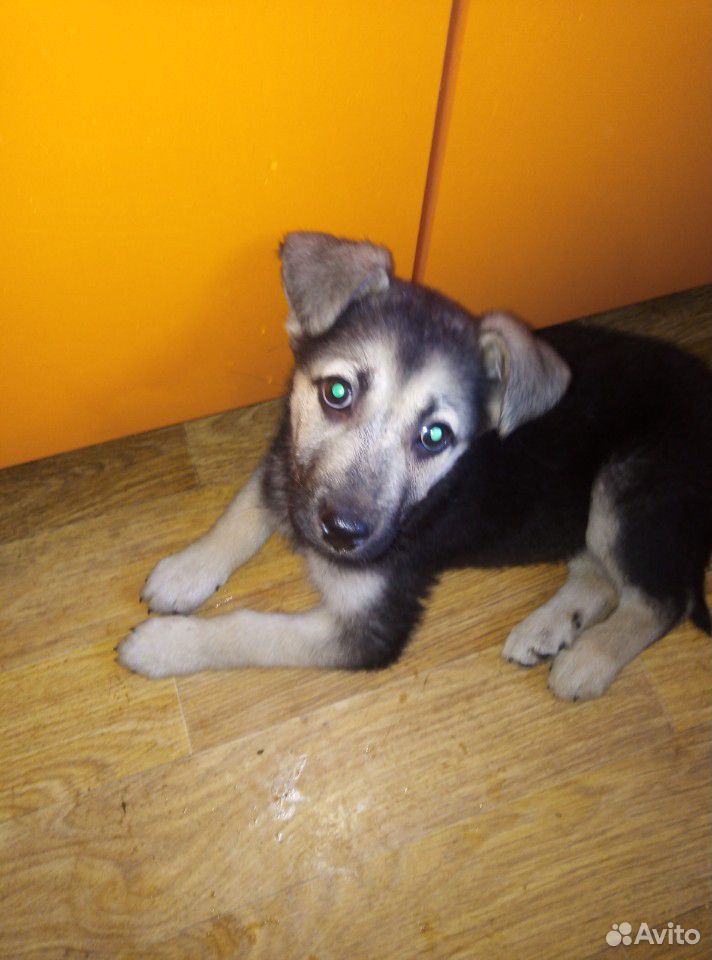 Метис овчарки Глазастик в дар