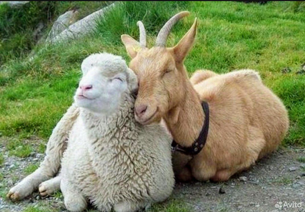 Годовалый козел на завод