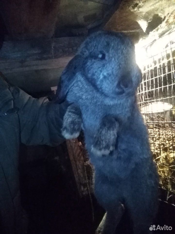 Крол - производитель