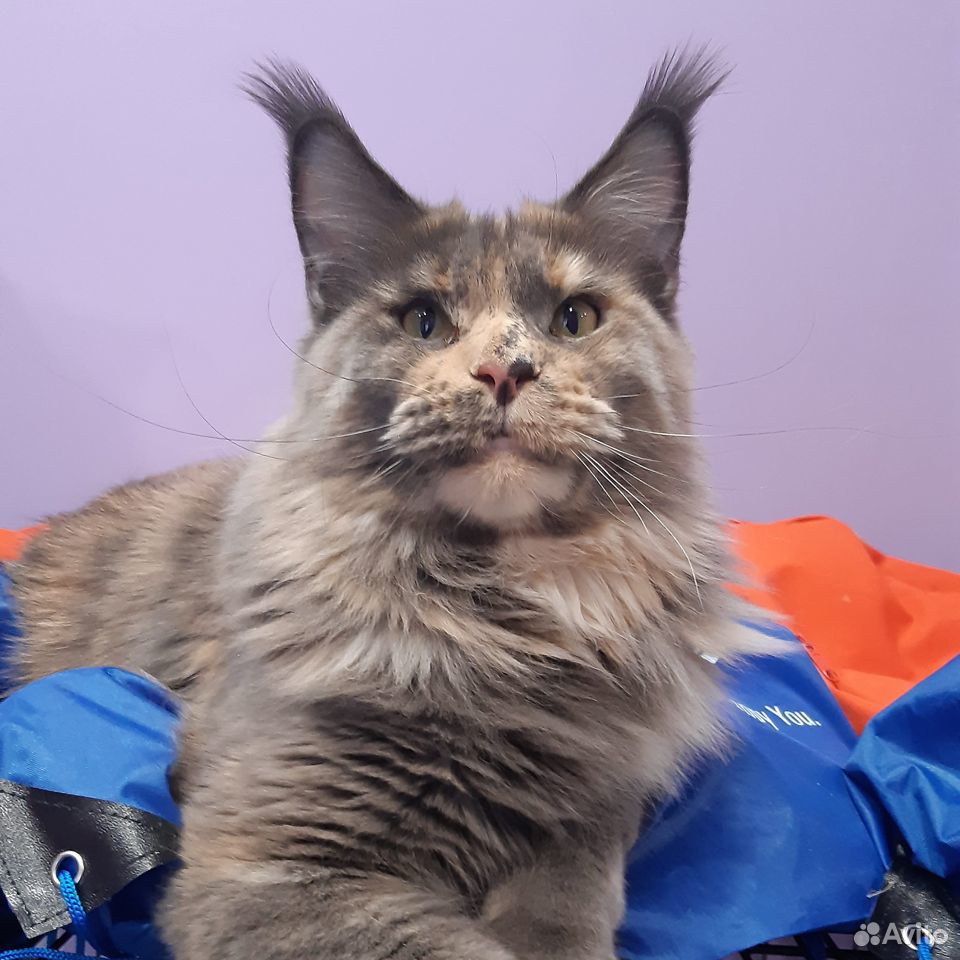 Роскошная крупная Фэнтэзи pearl praid