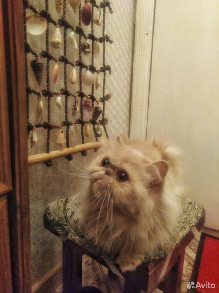 Кошечка Перс