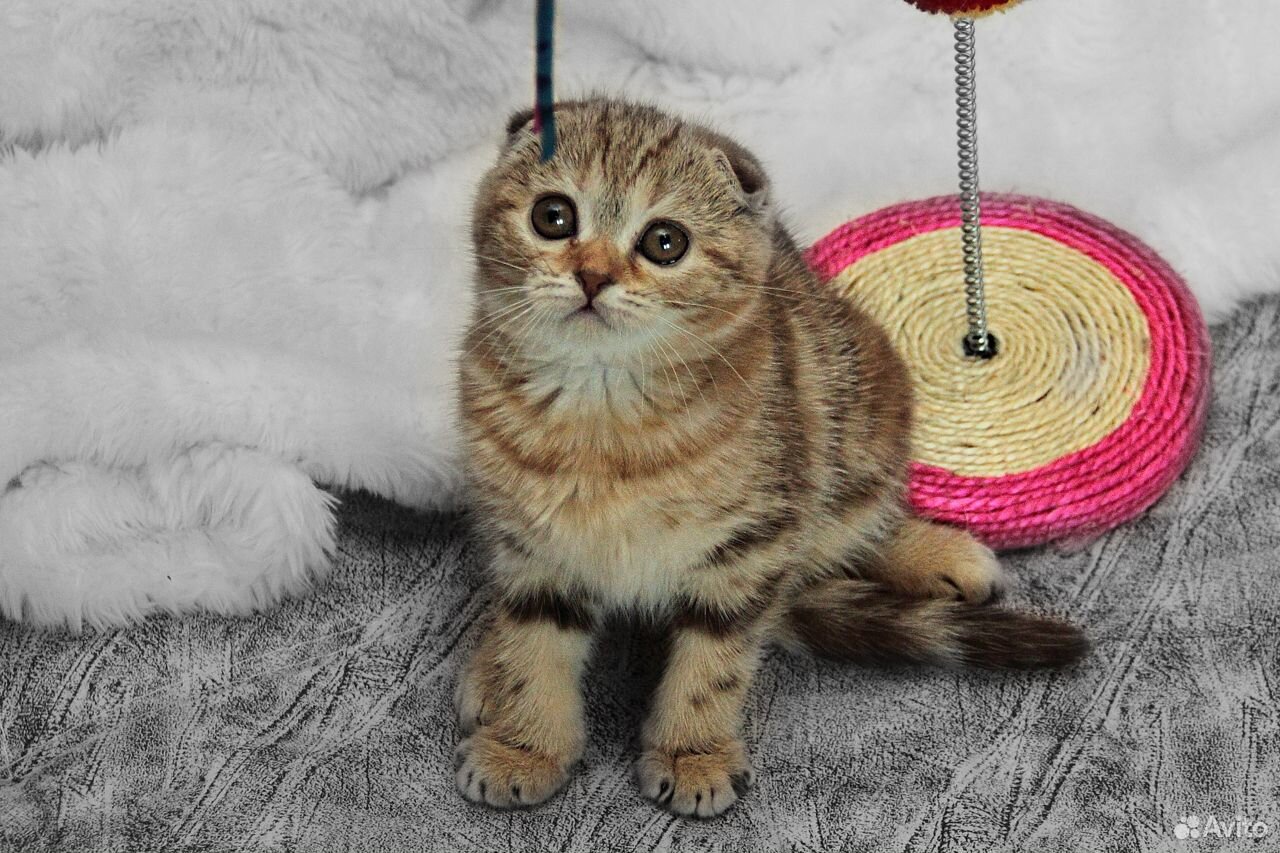 Котята шотландские с документами