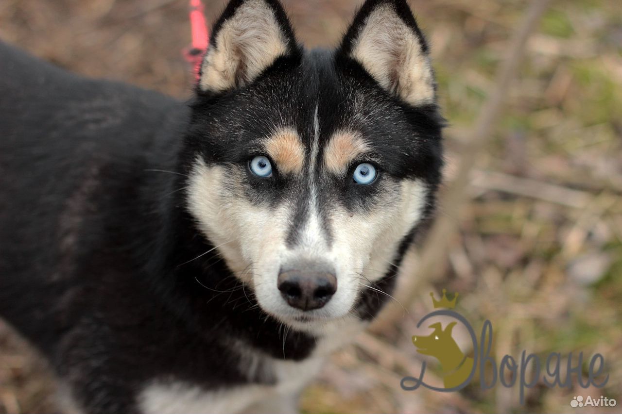 Хаски Машенька