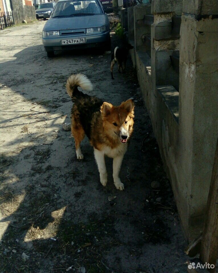 Щенок Бараш