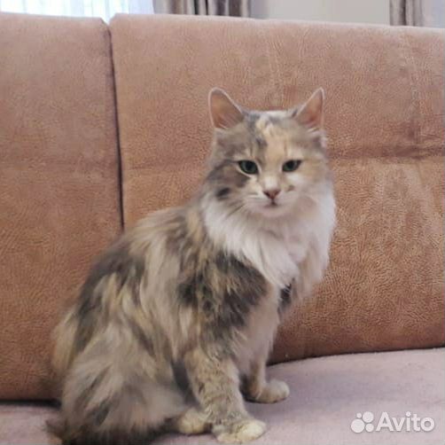 Кошечка для семьи