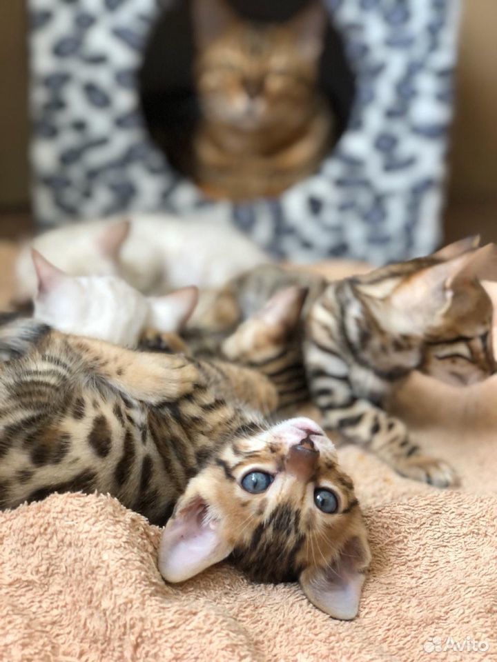 Бенгальские котята