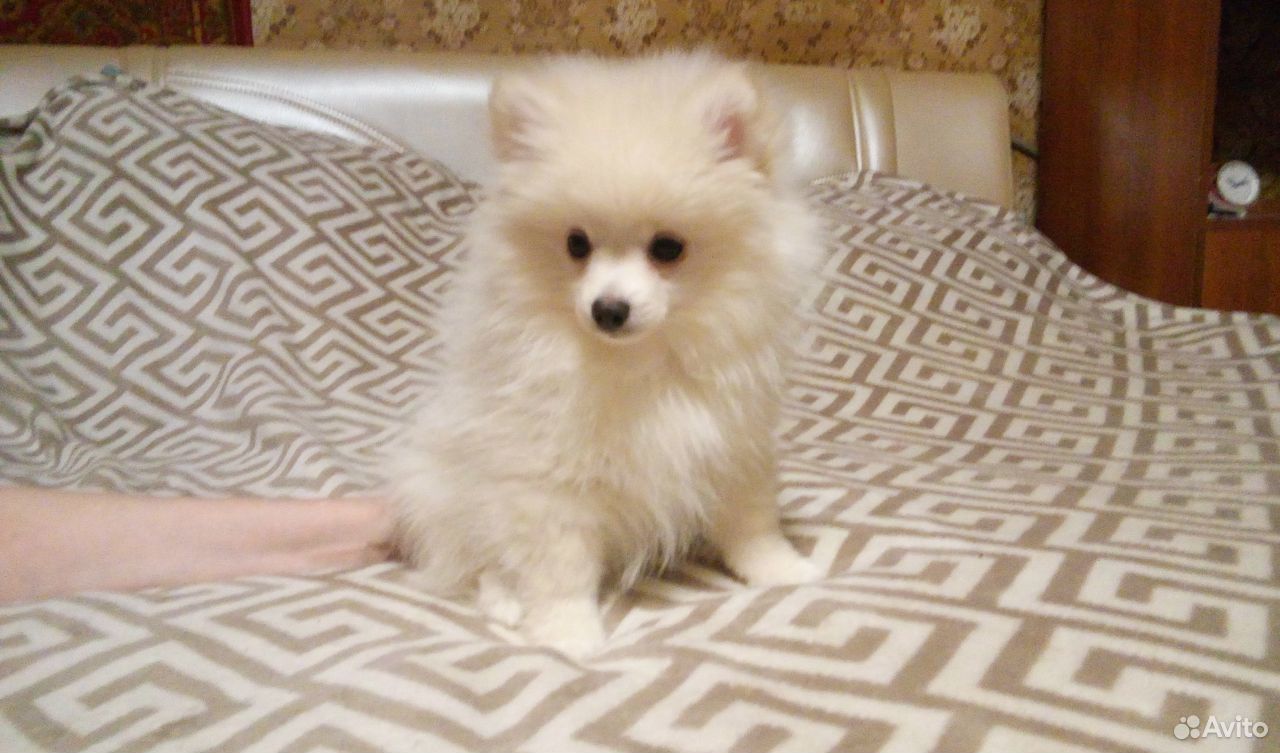 Миниатюрные щенки Немецкого Шпица