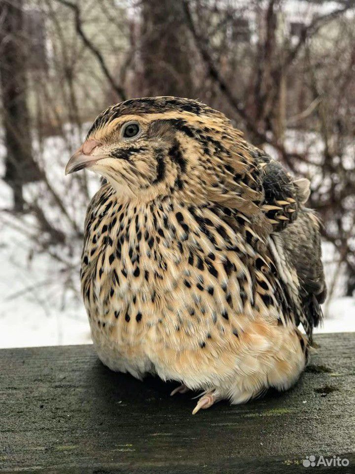 Перепела, мясо, птенцы, яйца столовые и инкубацион