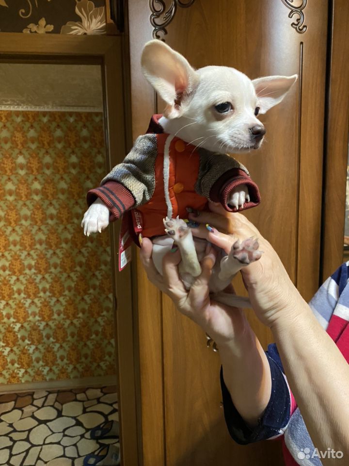 Щенок Тойтерьер