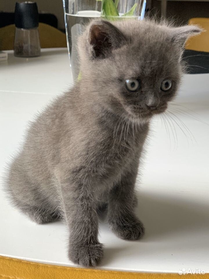 Шотландский прямоухий котёнок